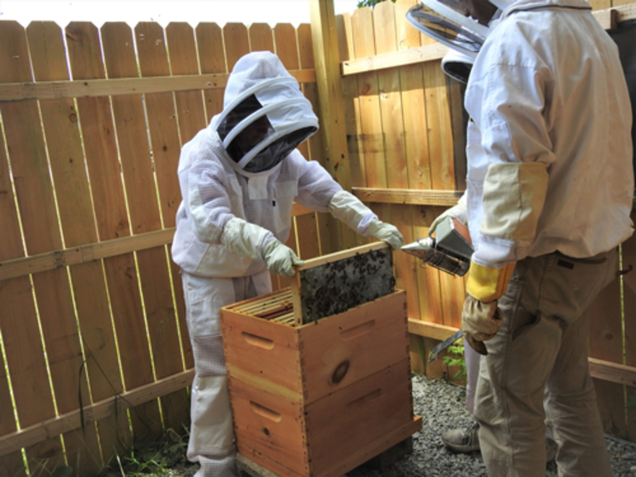 Video: Magnificat students buzz into action to protect bees